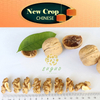 Skinless Walnut Kernels In Quarters 1/4, butterfly walnut kernel ...
