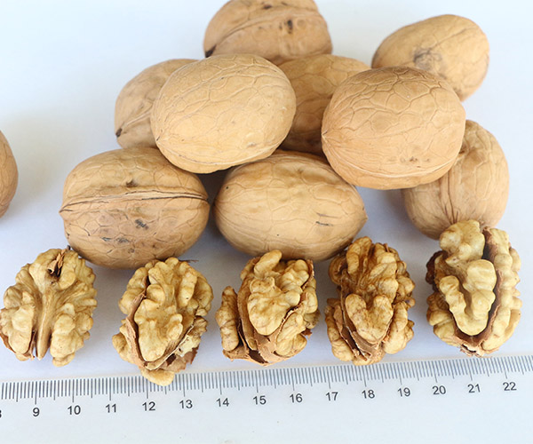 185 Walnut Inshell - On Sale High-Quality Dried walnuts in shell, Origin Walnuts Inshell Top ...
