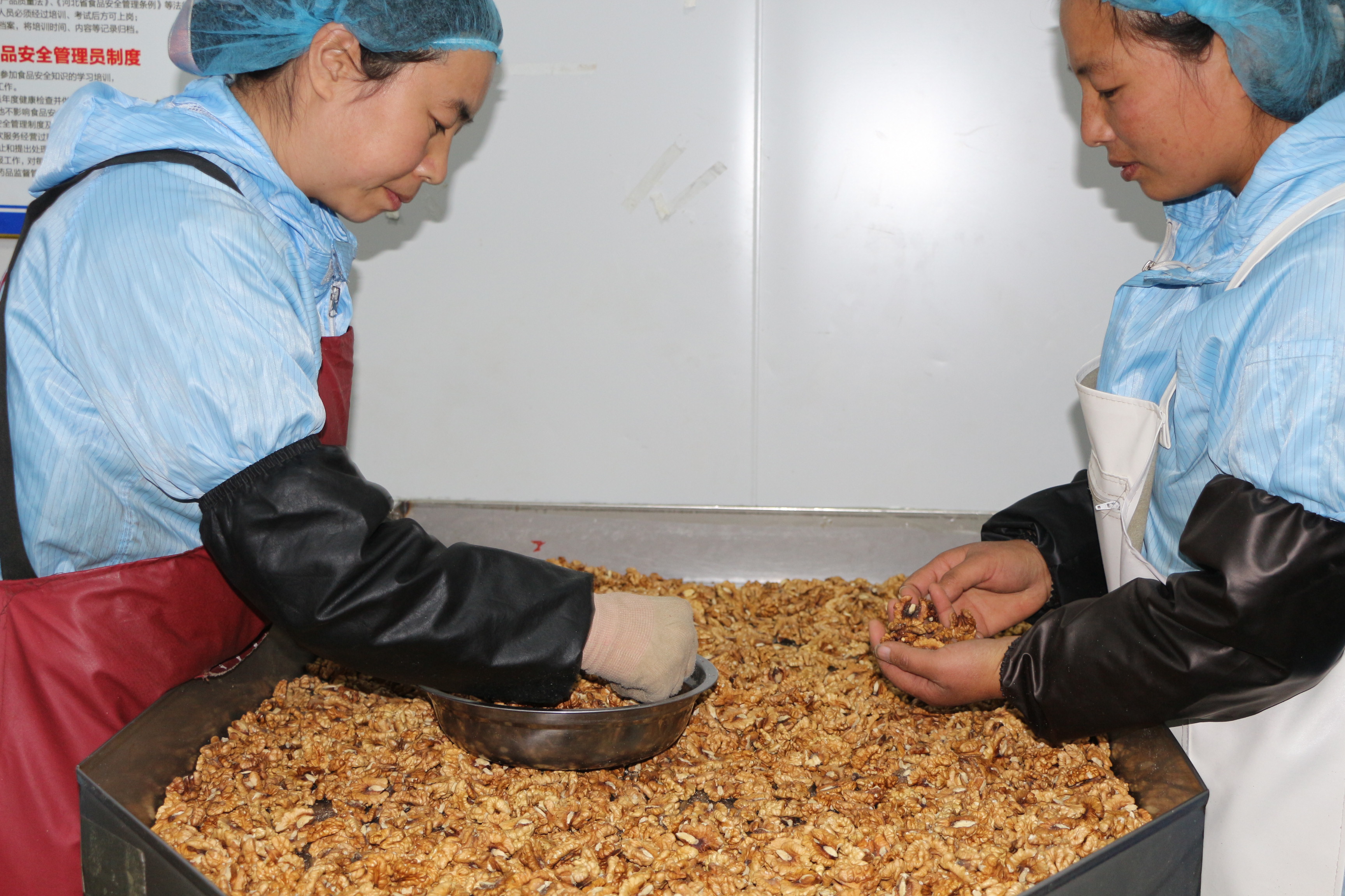 Skinless Walnut Kernels In Quarters 1/4, butterfly walnut kernel ...