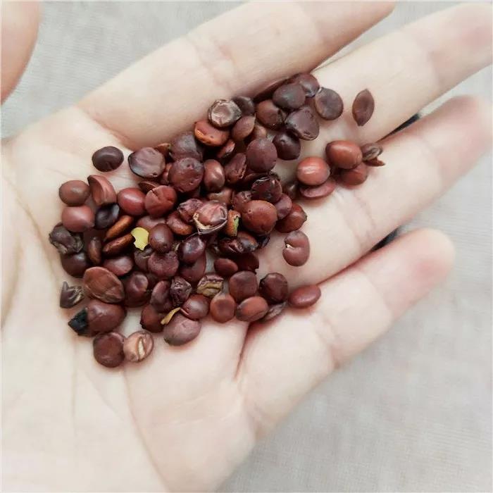 Suan Zao Ren/Sour Jujube Seed/Sour Jujube Kernel/Spina Date Seed ...
