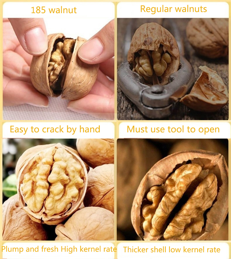 185 Walnut Inshell - On Sale High-Quality Dried walnuts in shell, Origin Walnuts Inshell Top ...